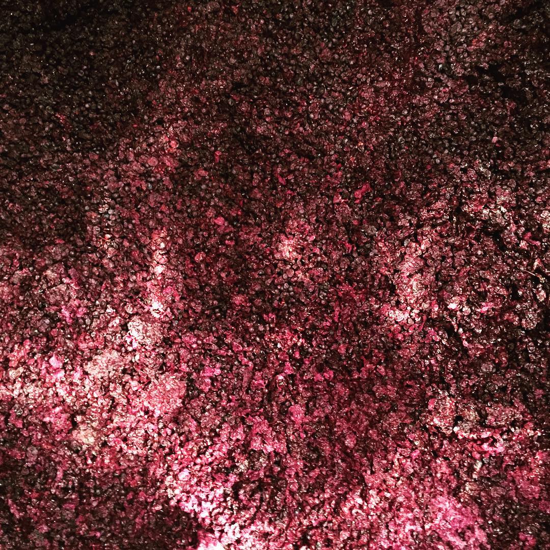 Beautiful Merlot berries.